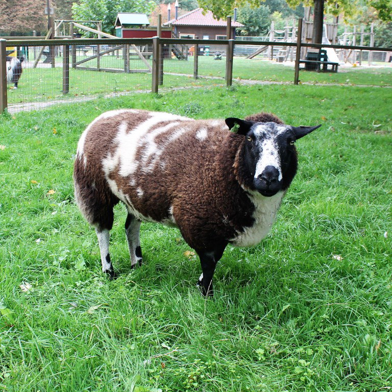 schaap Roos 20221010 H IMG_0059 (2) - Kinderboerderij Rosorum